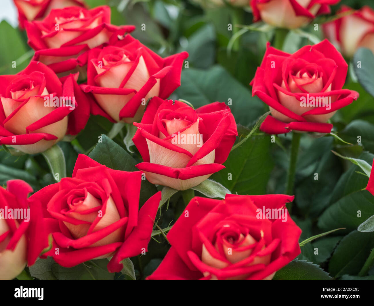 Blooming romantic fresh red and white rose. Flower rose "New Fashion ...