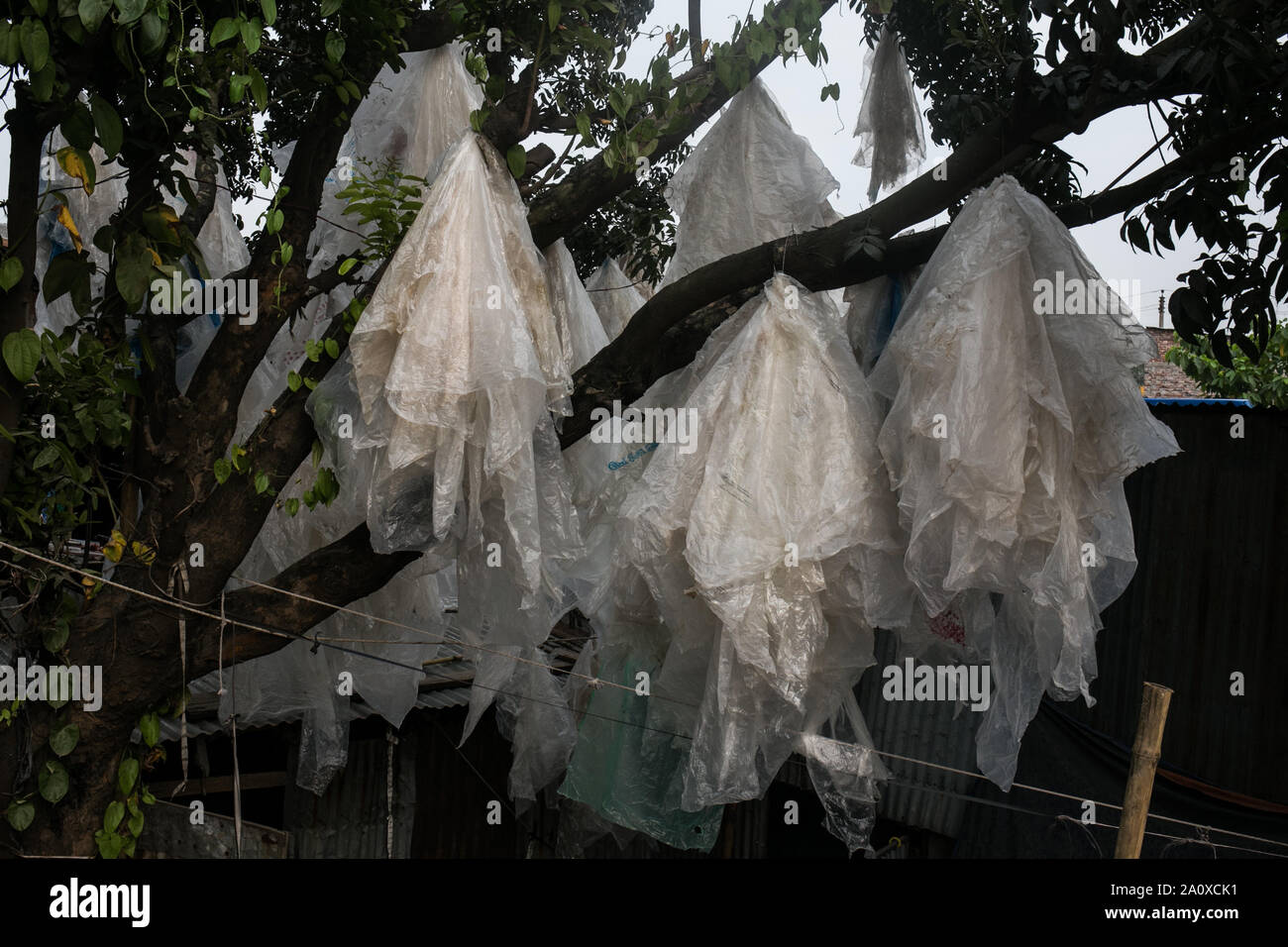 Plastic polyethylene is hanging on a tree to dry. Bangladesh, as a part ...