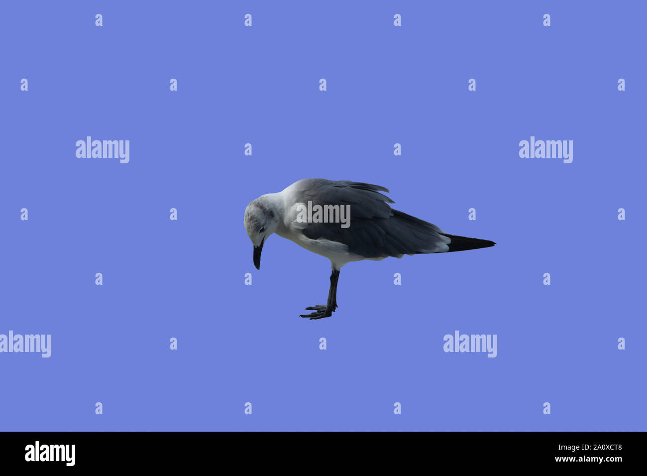 Sad looking bird hi-res stock photography and images - Alamy