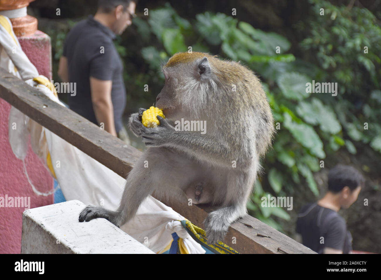 A crab-eating macaque, Macaca fascicularis, also known as the long ...