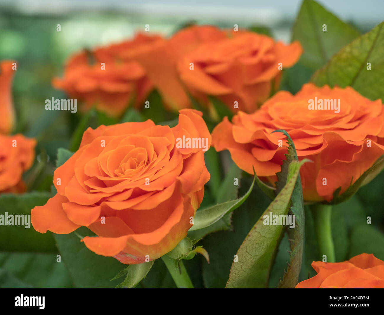Rose mario hi-res stock photography and images - Alamy