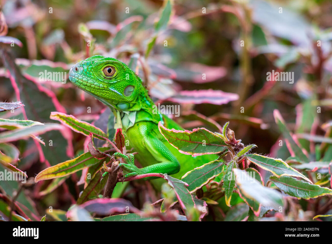 Juvenile green iguana (iguana iguana), closeup on copperleaf plant ...