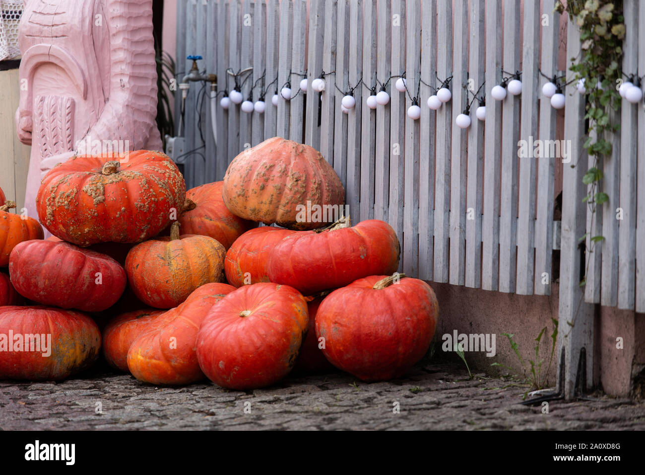 Harvest pumpkin hi-res stock photography and images - Alamy