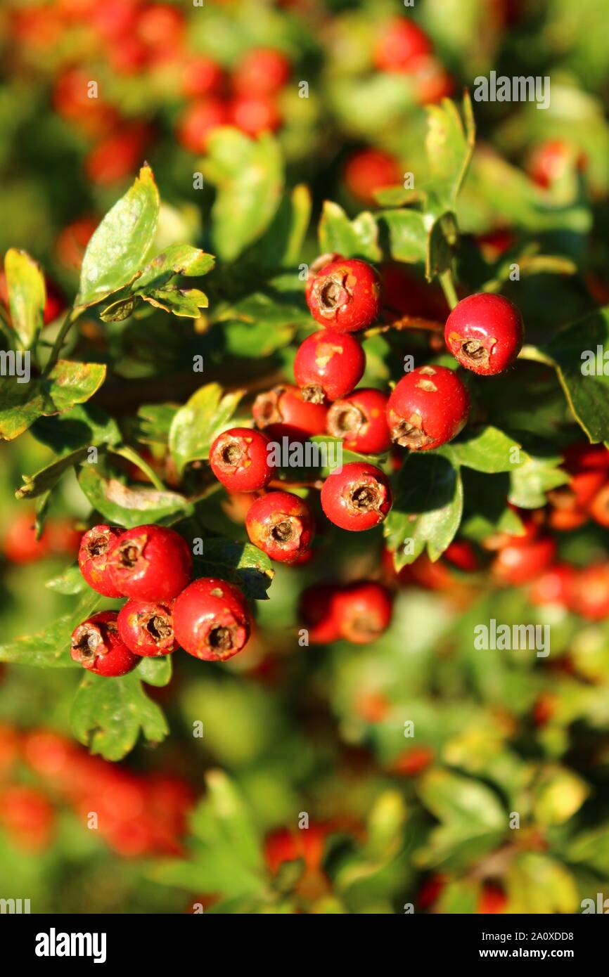 Blood red berries hi-res stock photography and images - Alamy
