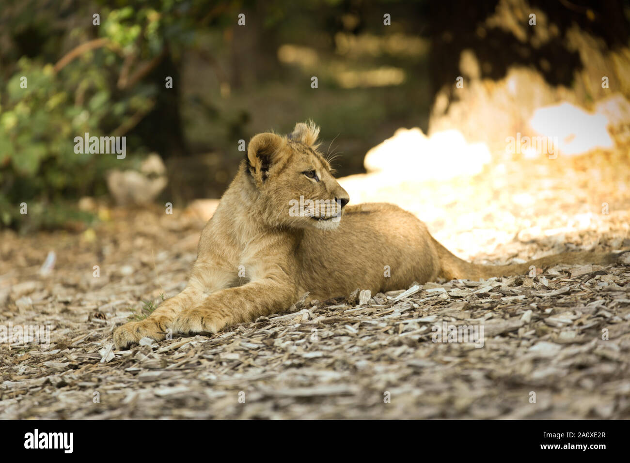 Lion Cub at Lion Lodge, Port Lympne Wild Animal Reserve Stock Photo - Alamy