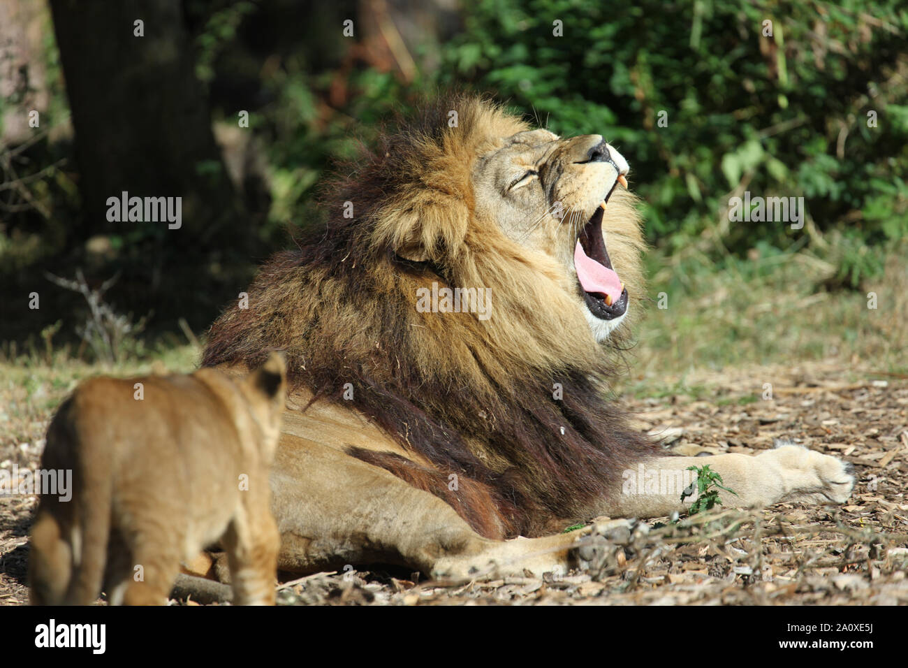 Lion Cub with father at Lion Lodge, Port Lympne Wild Animal Park Stock ...