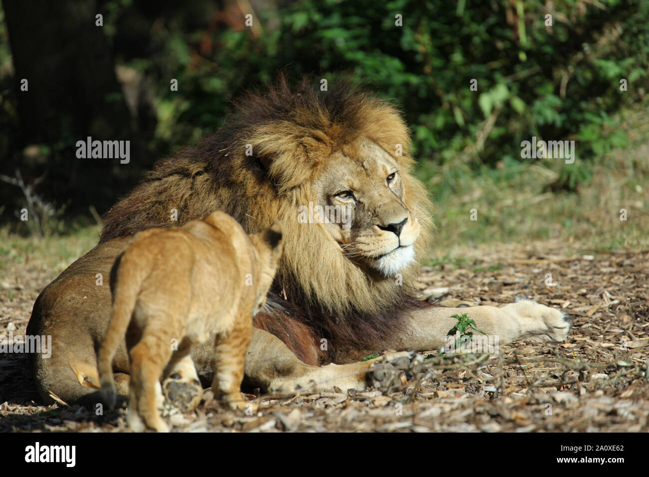 Lion Cub with father at Lion Lodge, Port Lympne Wild Animal Park Stock ...