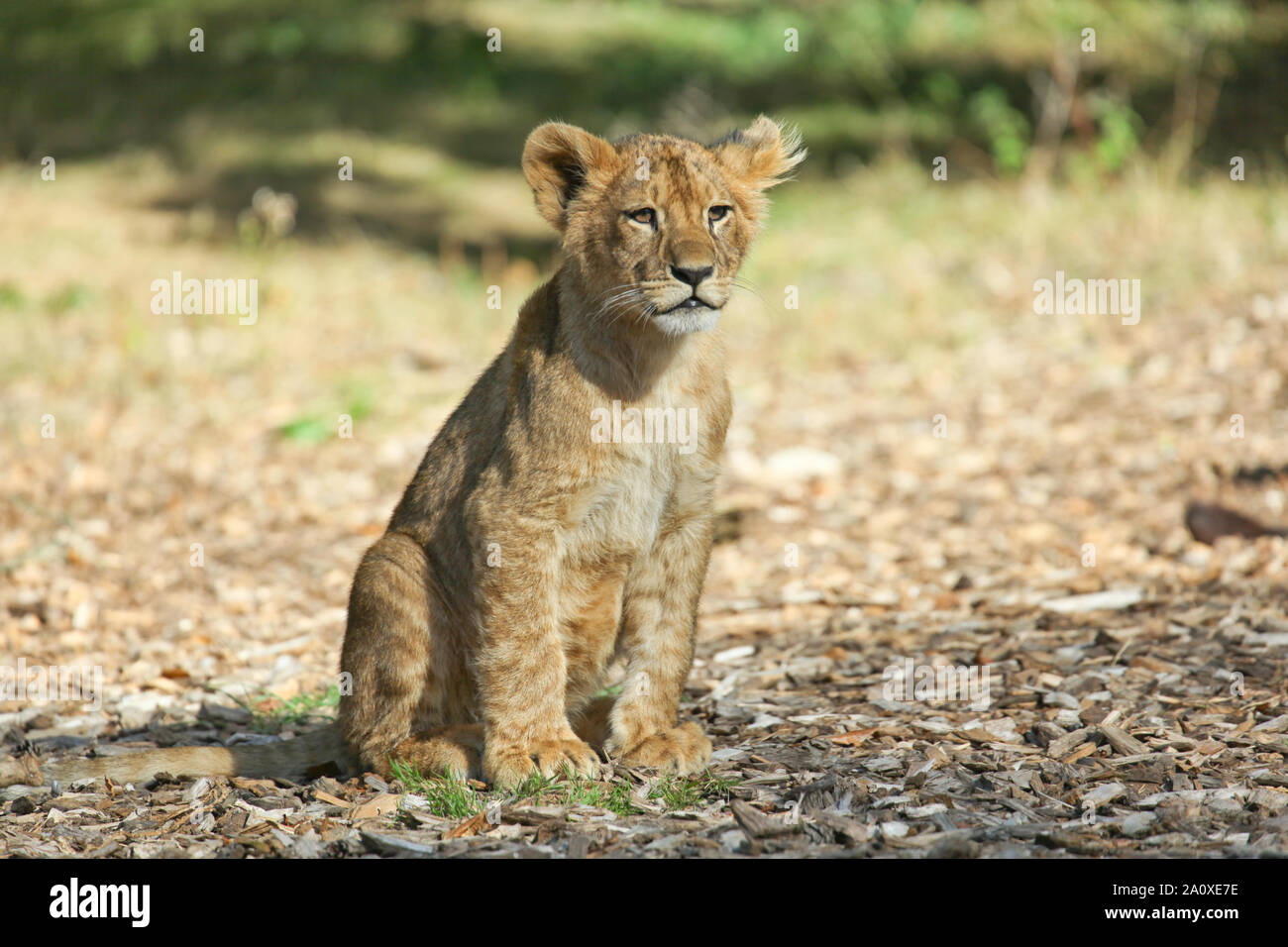 Lion Cub at Lion Lodge, Port Lympne Wild Animal Reserve Stock Photo - Alamy