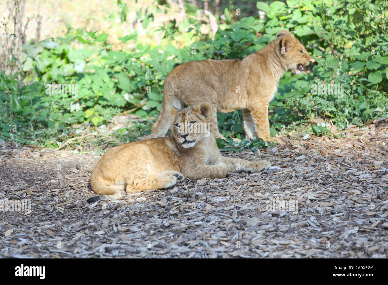 Lion Cubs at Lion Lodge, Port Lympne Wild Animal Reserve Stock Photo ...