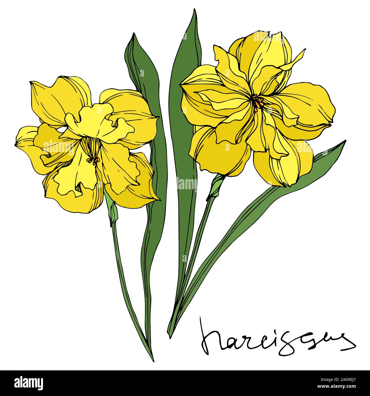 Vector Narcissus floral botanical flowers. Wild spring leaf wildflower ...