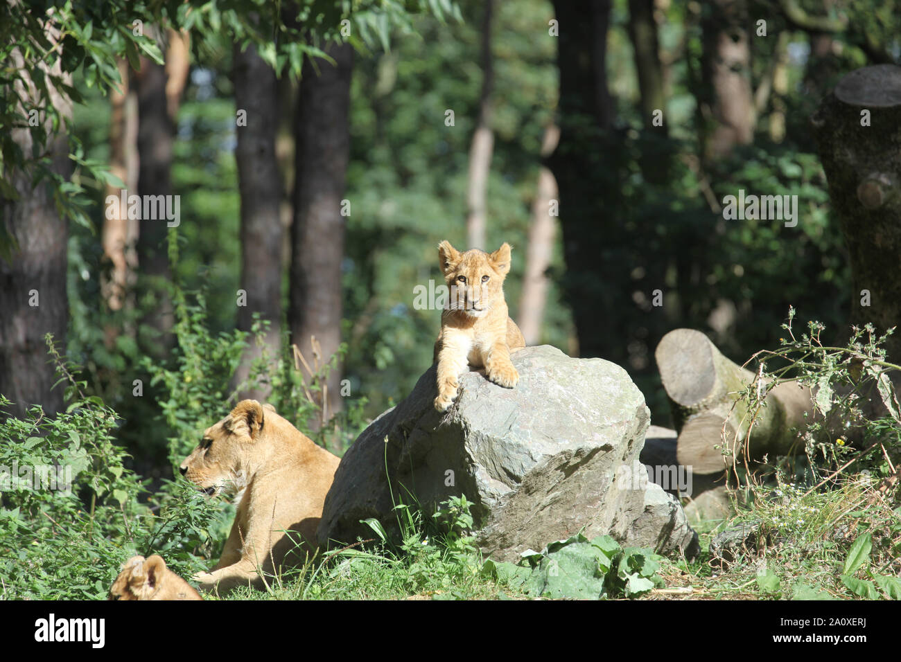 Lion Cub at Lion Lodge, Port Lympne Wild Animal Reserve Stock Photo - Alamy