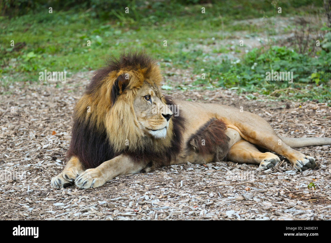 View from Lion Lodge of Adras the Lion at Port Lympne Wild Animal ...