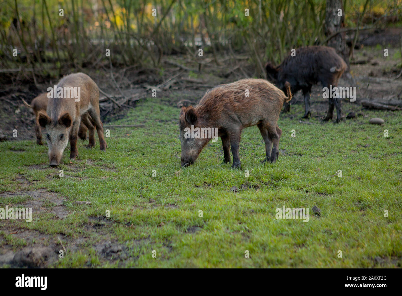 Family Group of Wart Hogs Grazing Eating Grass Food Together Stock ...