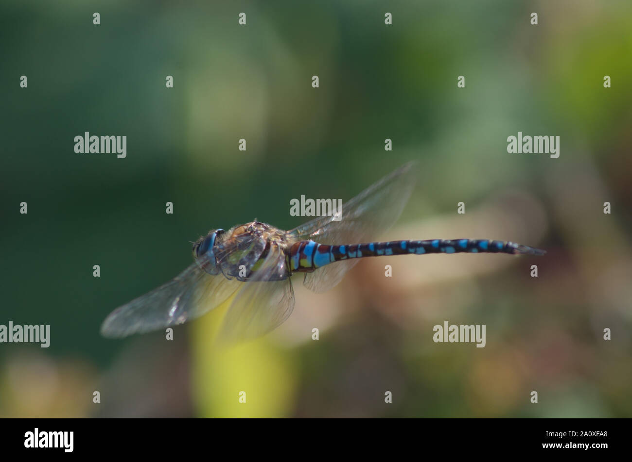 Side view facing left hi-res stock photography and images - Alamy
