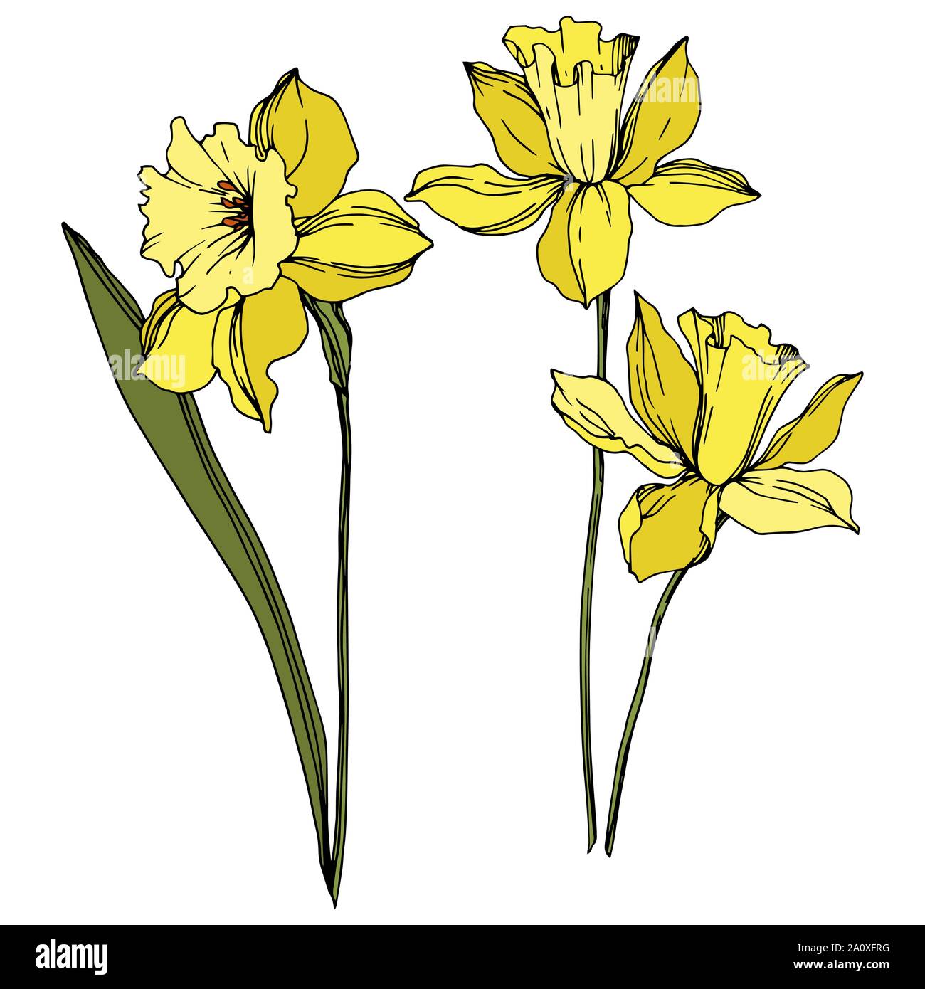 Vector Narcissus floral botanical flowers. Wild spring leaf wildflower ...