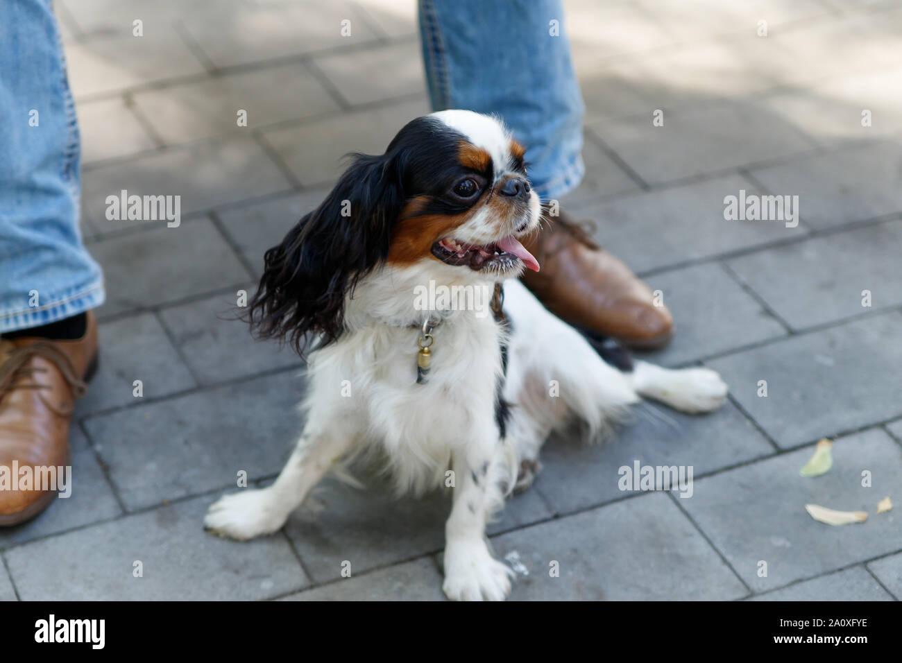 Cavalier King Charles Spaniel. The name of the breed comes from King ...