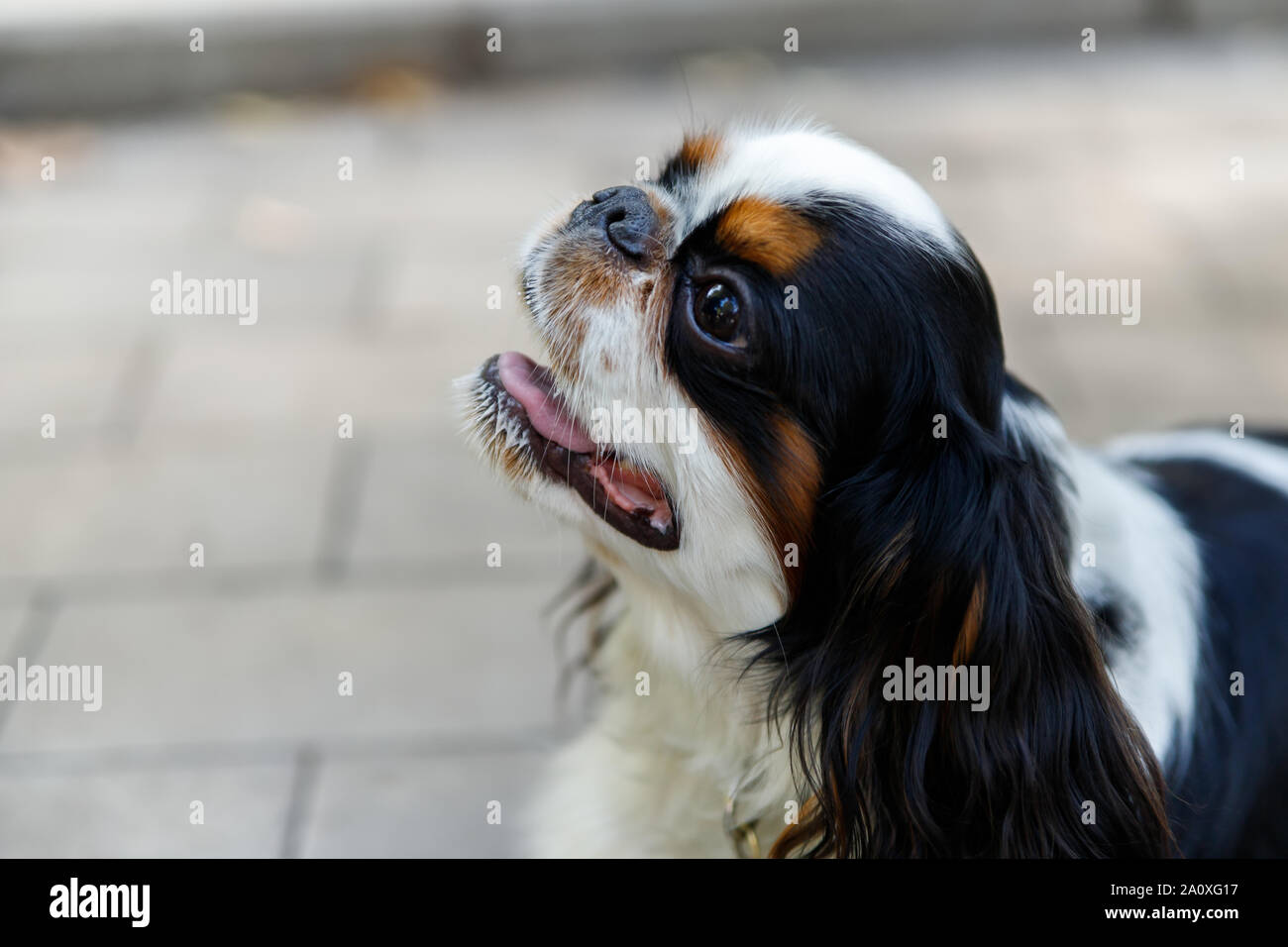 Cavalier King Charles Spaniel. The name of the breed comes from King ...