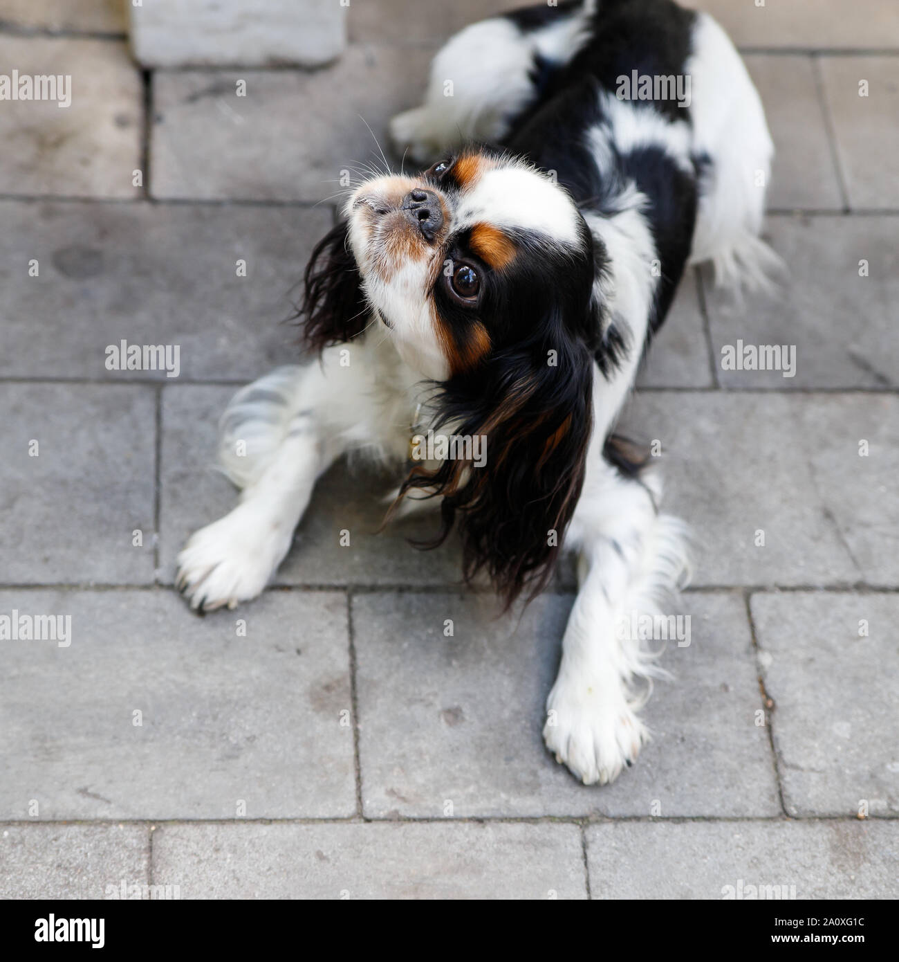 Cavalier King Charles Spaniel. The name of the breed comes from King ...