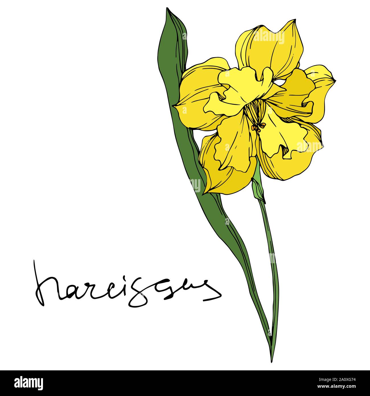 Vector Narcissus floral botanical flowers. Wild spring leaf wildflower ...
