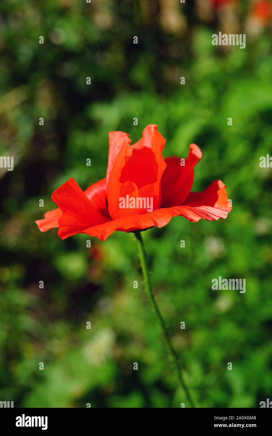 Red flowers and seedpods of poppy (papaver Stock Photo - Alamy