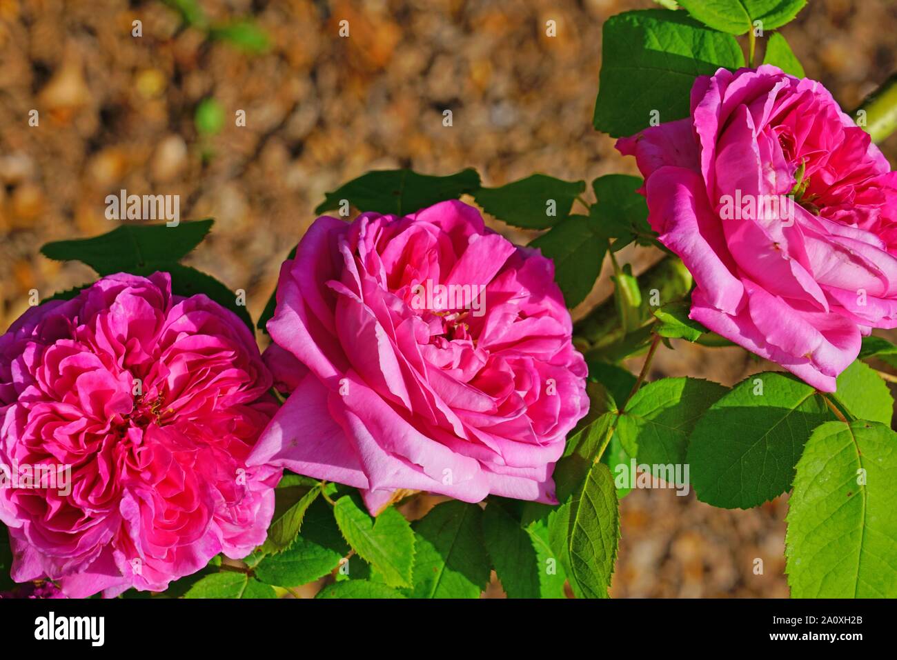 Fragrant pink antique rose in the garden Stock Photo - Alamy