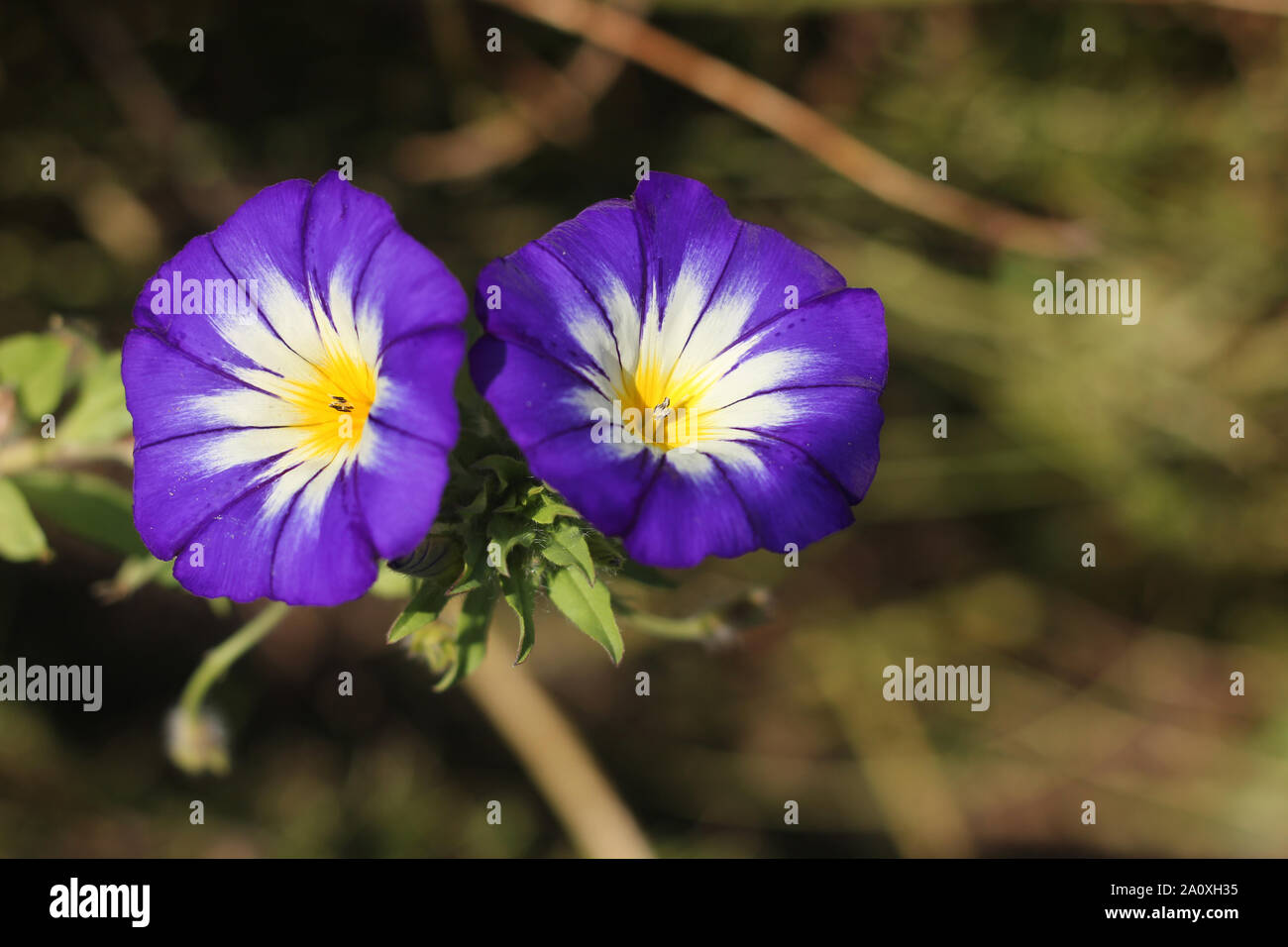 Double white flower heads hi-res stock photography and images - Alamy