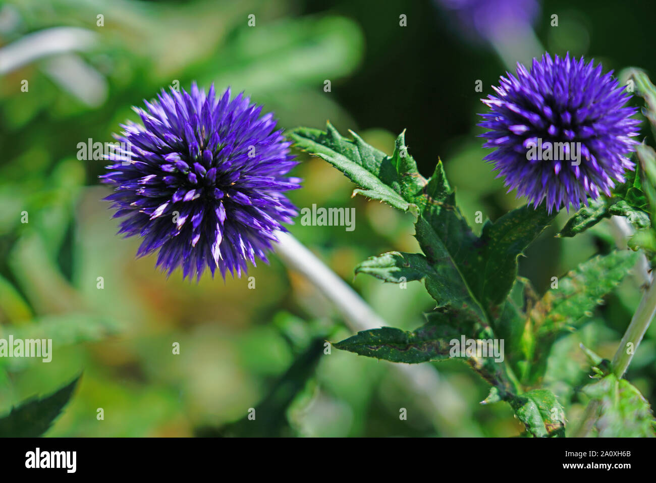 Globe thistle flowers hi-res stock photography and images - Alamy