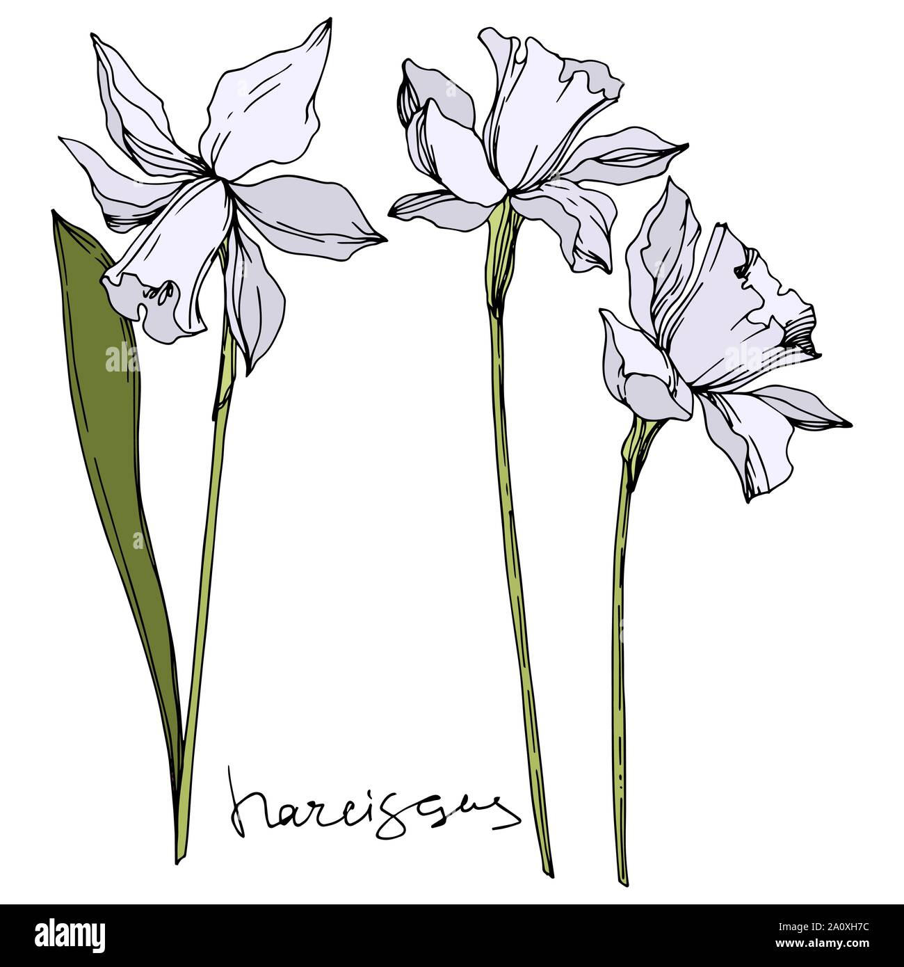 Vector Narcissus floral botanical flowers. Wild spring leaf wildflower ...