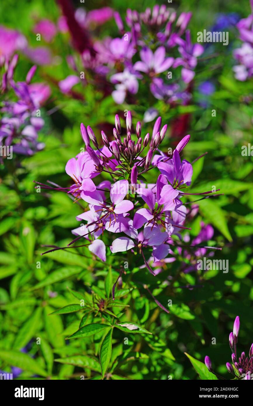 Close-up of a pink cleome spider flower Stock Photo - Alamy