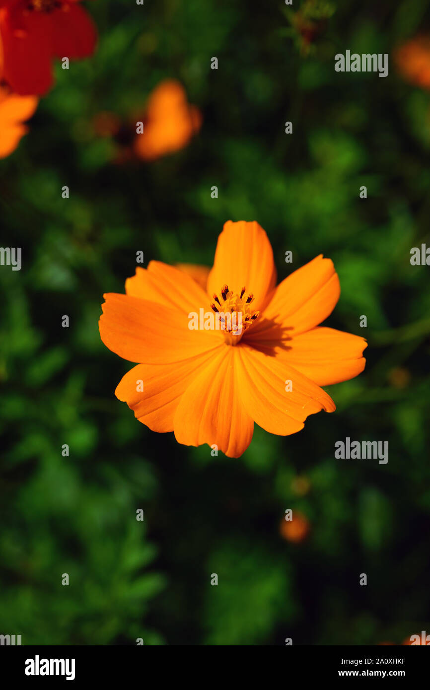 Orange coreopsis flower growing in the garden Stock Photo - Alamy
