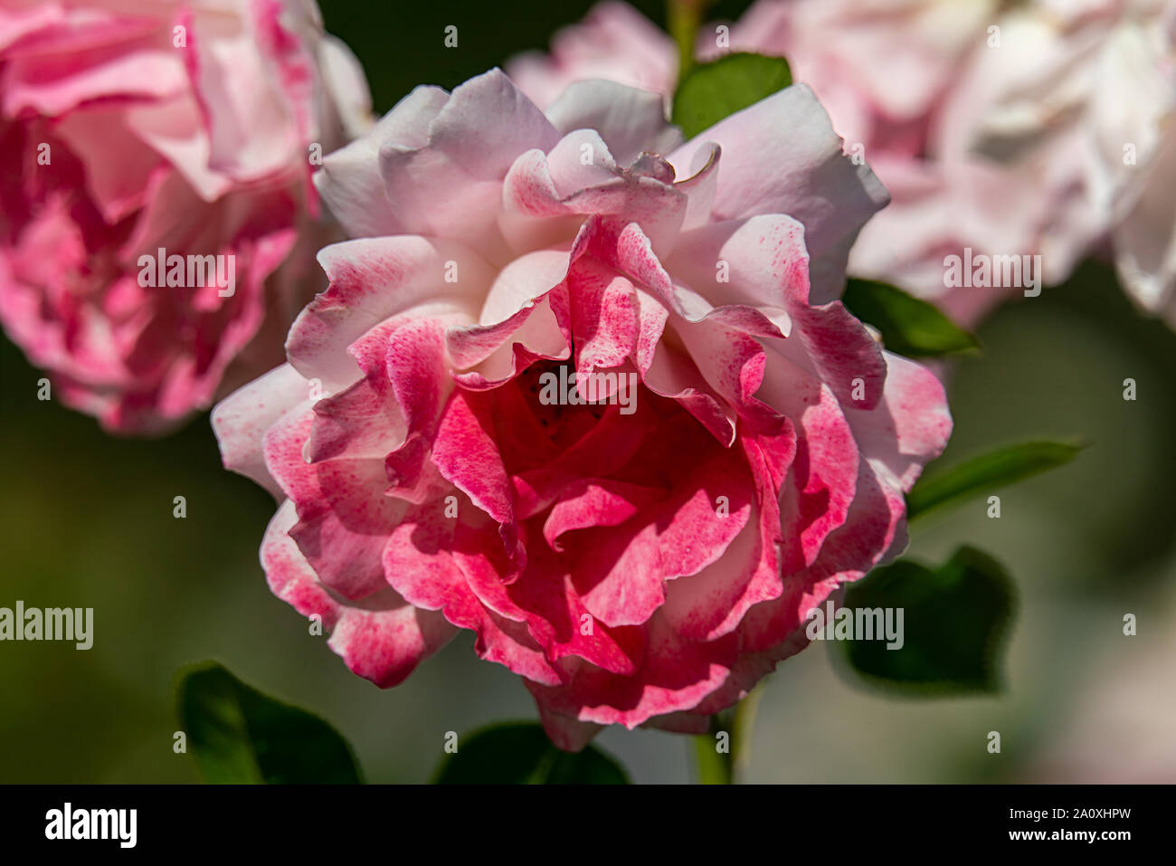 Sunny close up of a single white and pink Sommerfreude german rose ...