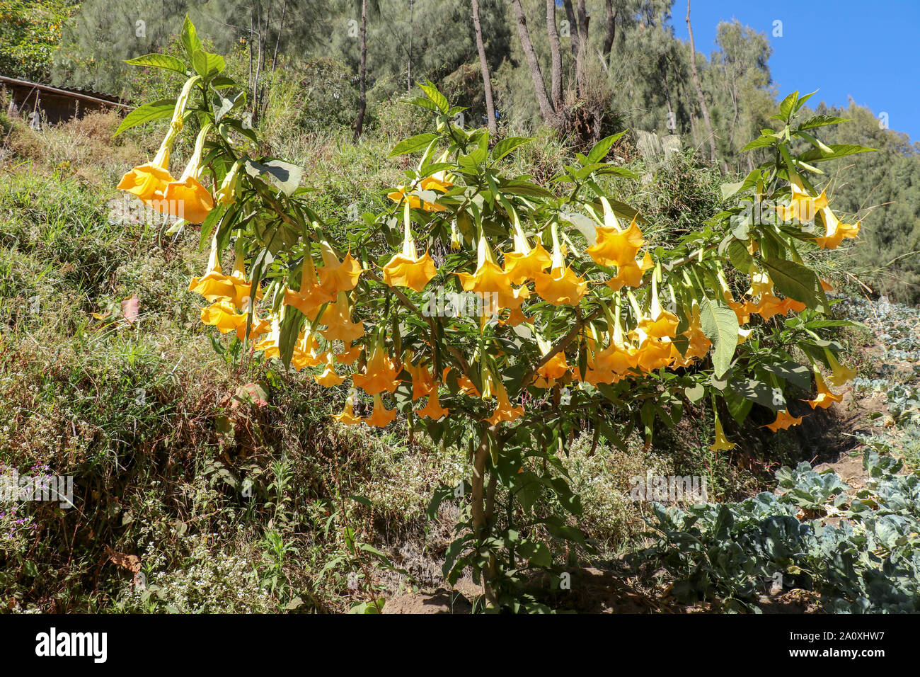 Blooming shrub with huge elongated flowers in the shape of trumpets ...