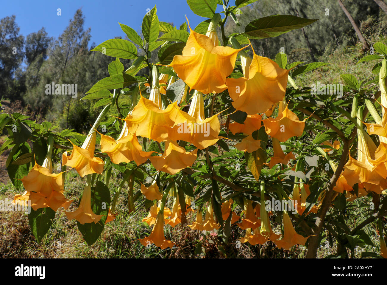Yellow angel's trumpet flowers (Brugmansia suaveolens) on tree ...