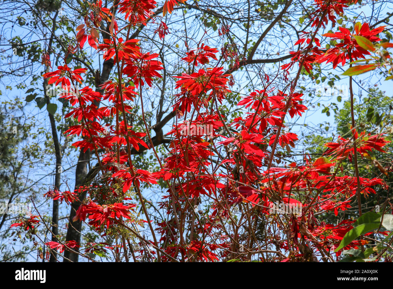 Wild Euphorbia pulcherrima with lots of red leaves growing in the dense ...
