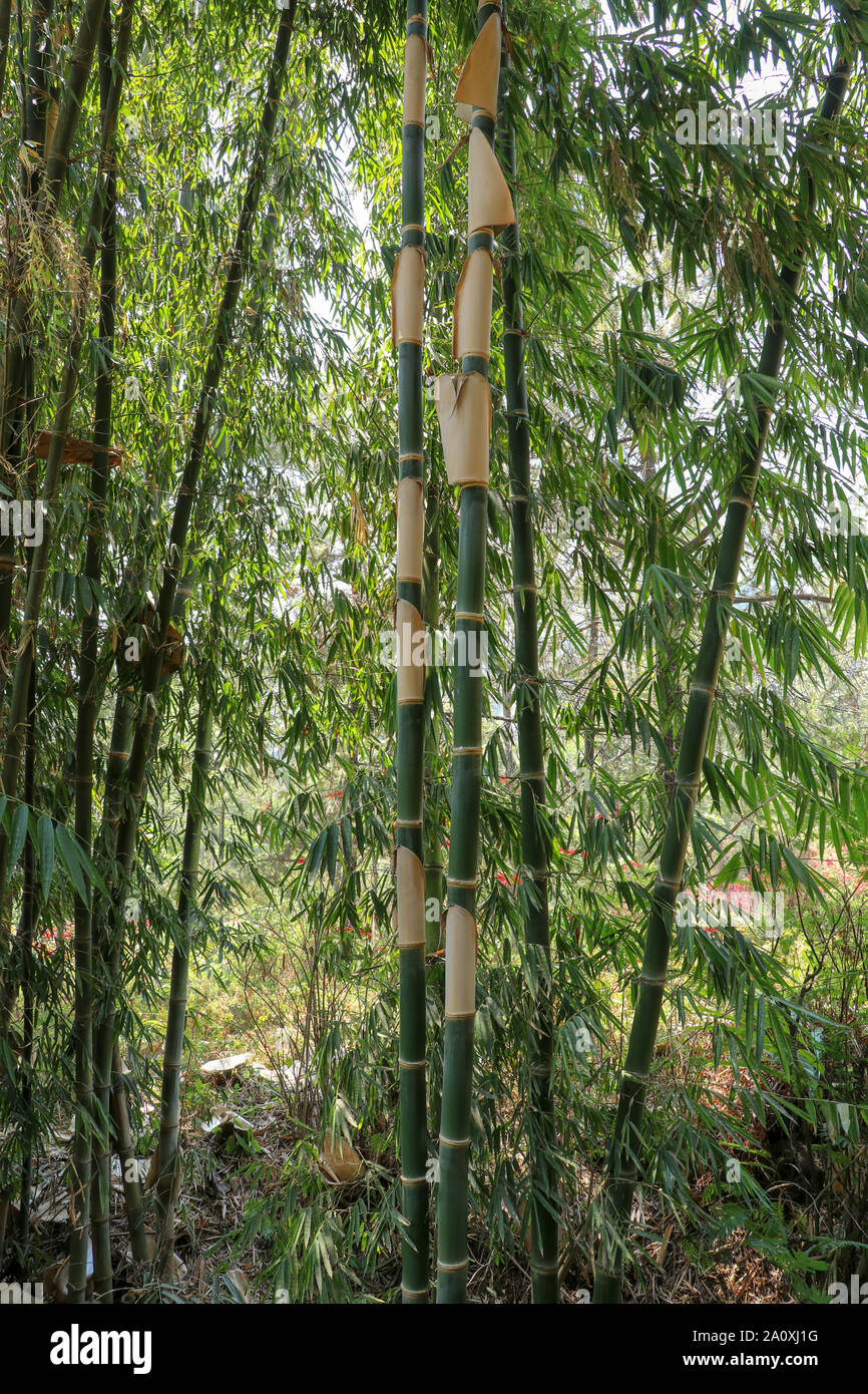 Beauty of bamboo with green stems and leaves. Detail of bamboo trees ...