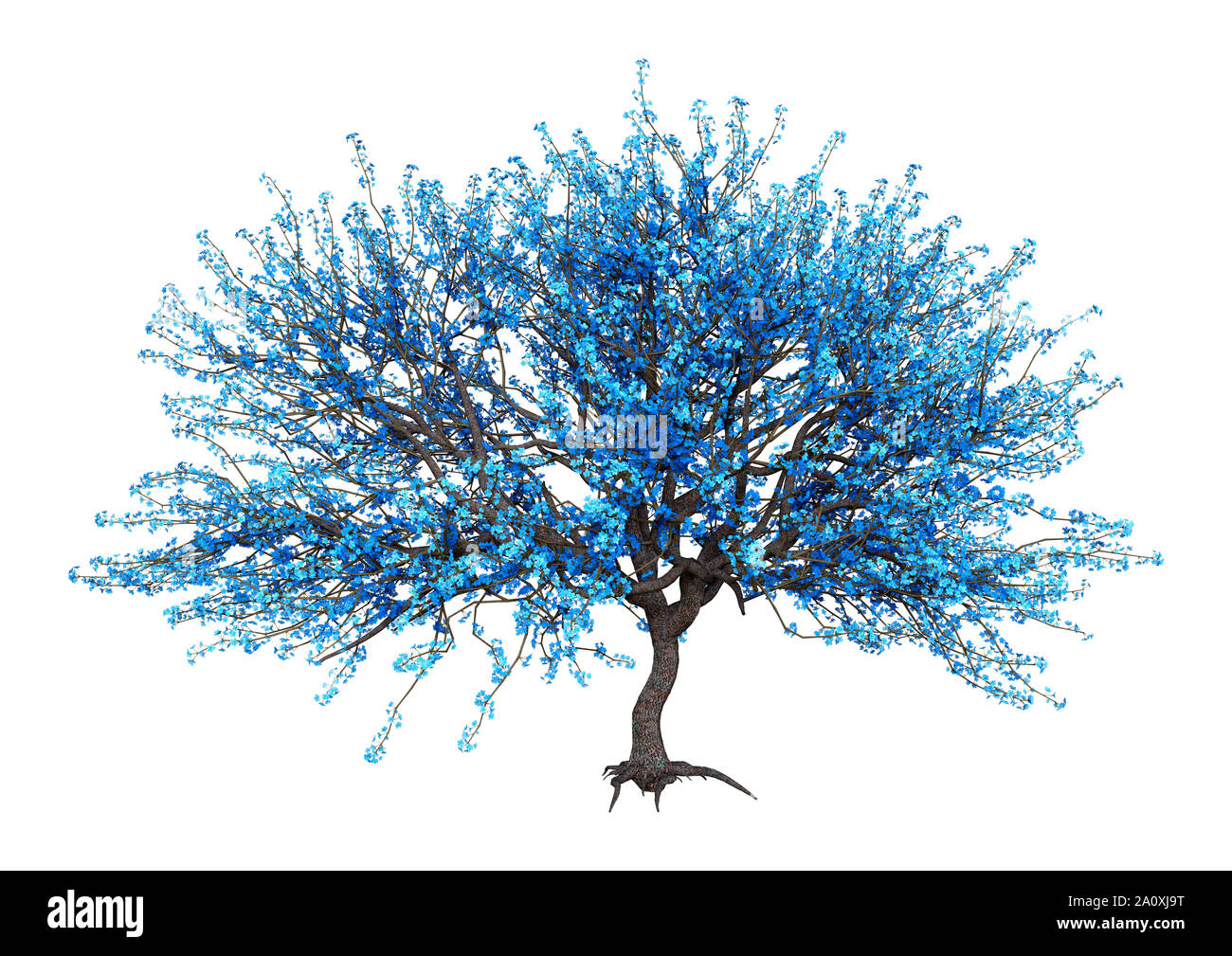 3D rendering of a blue blooming sakura tree isolated on white ...