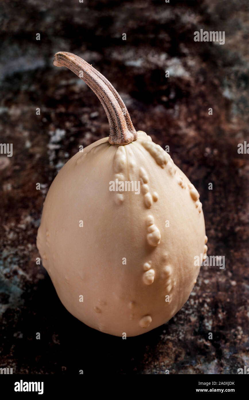 Happy Thanksgiving Background. Close up of a little decorative pumpkin ...