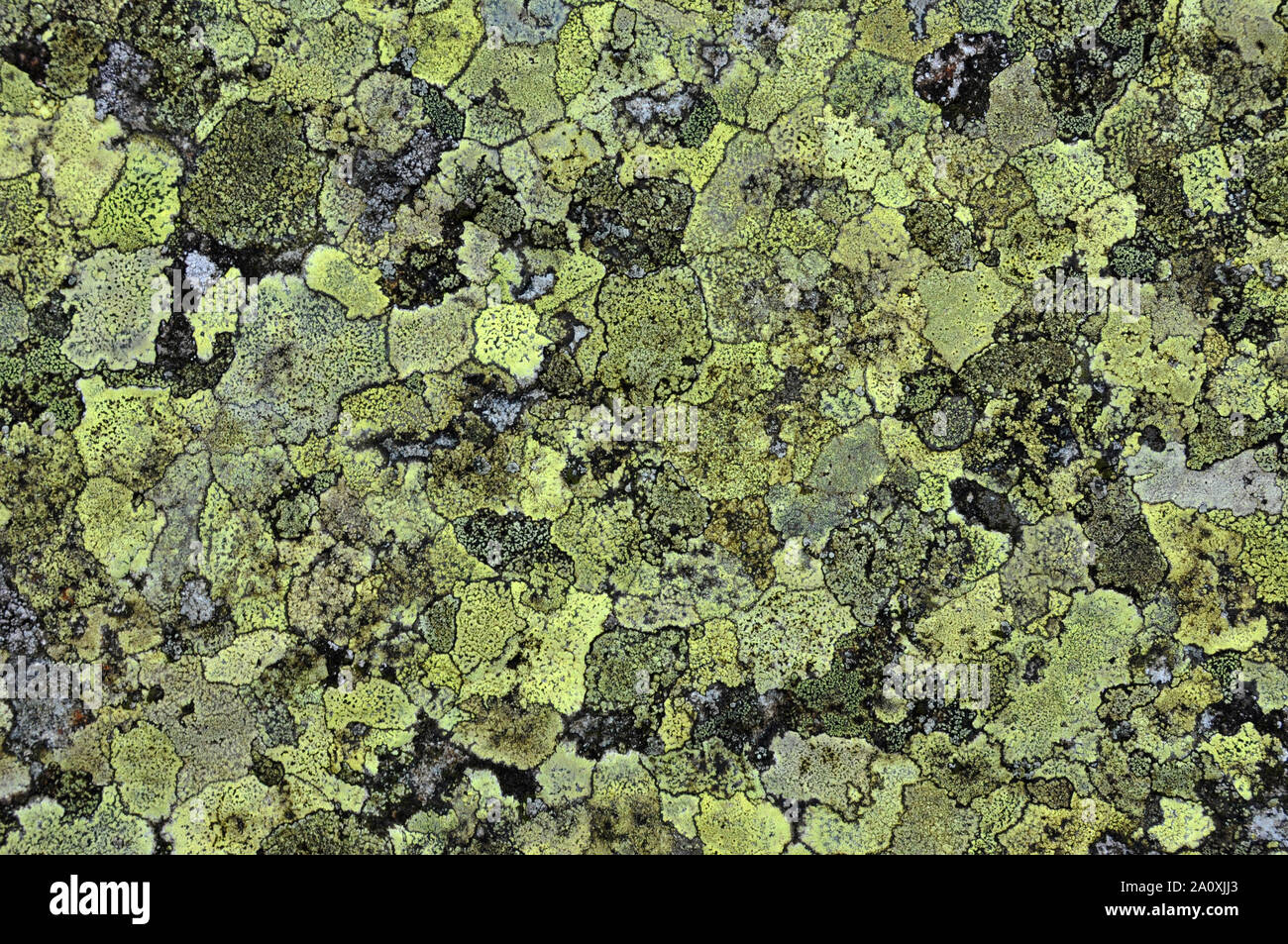 Map lichen colonies hi-res stock photography and images - Alamy