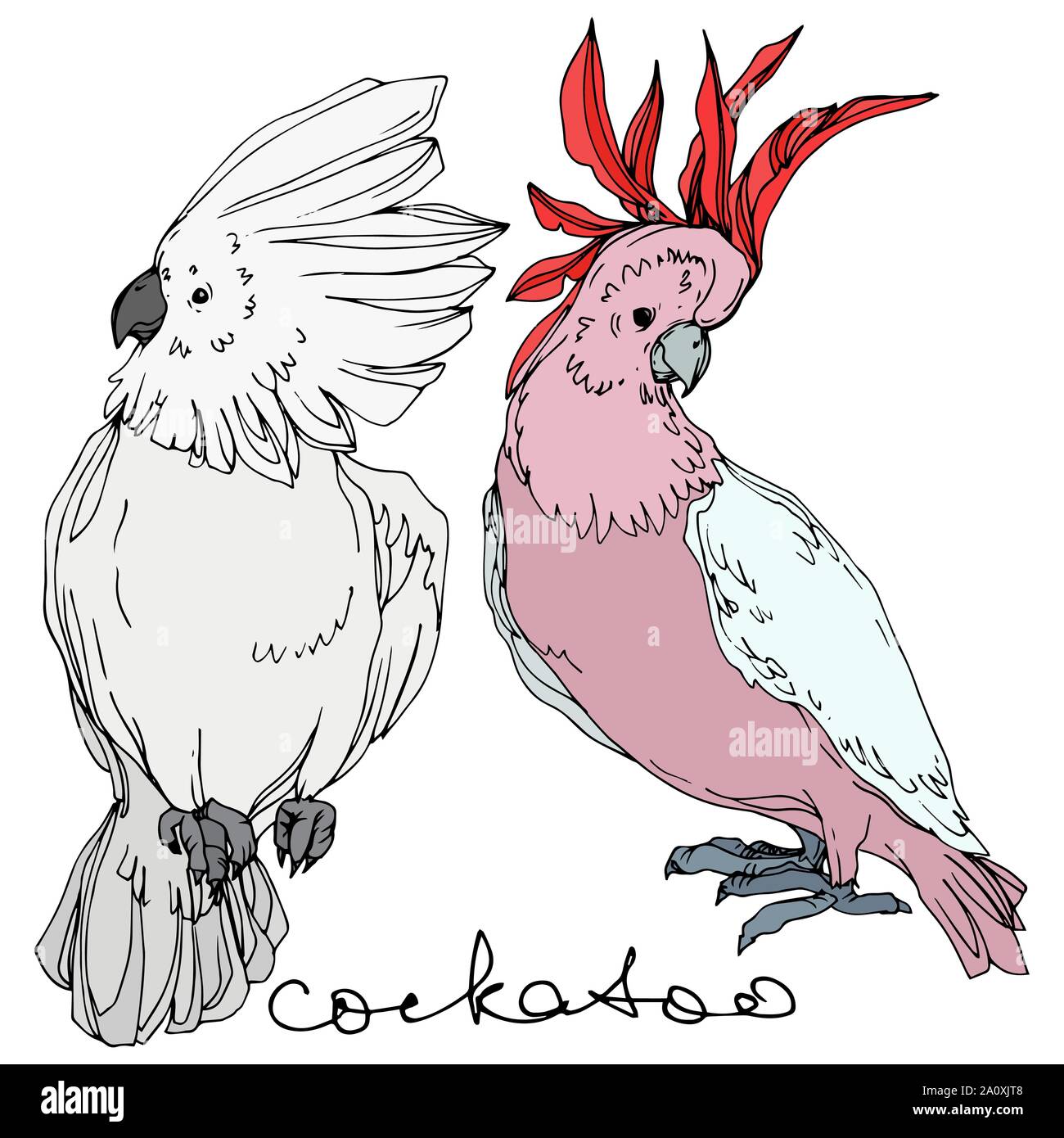 Vector Sky bird cockatoo in a wildlife. Wild freedom, bird with a ...