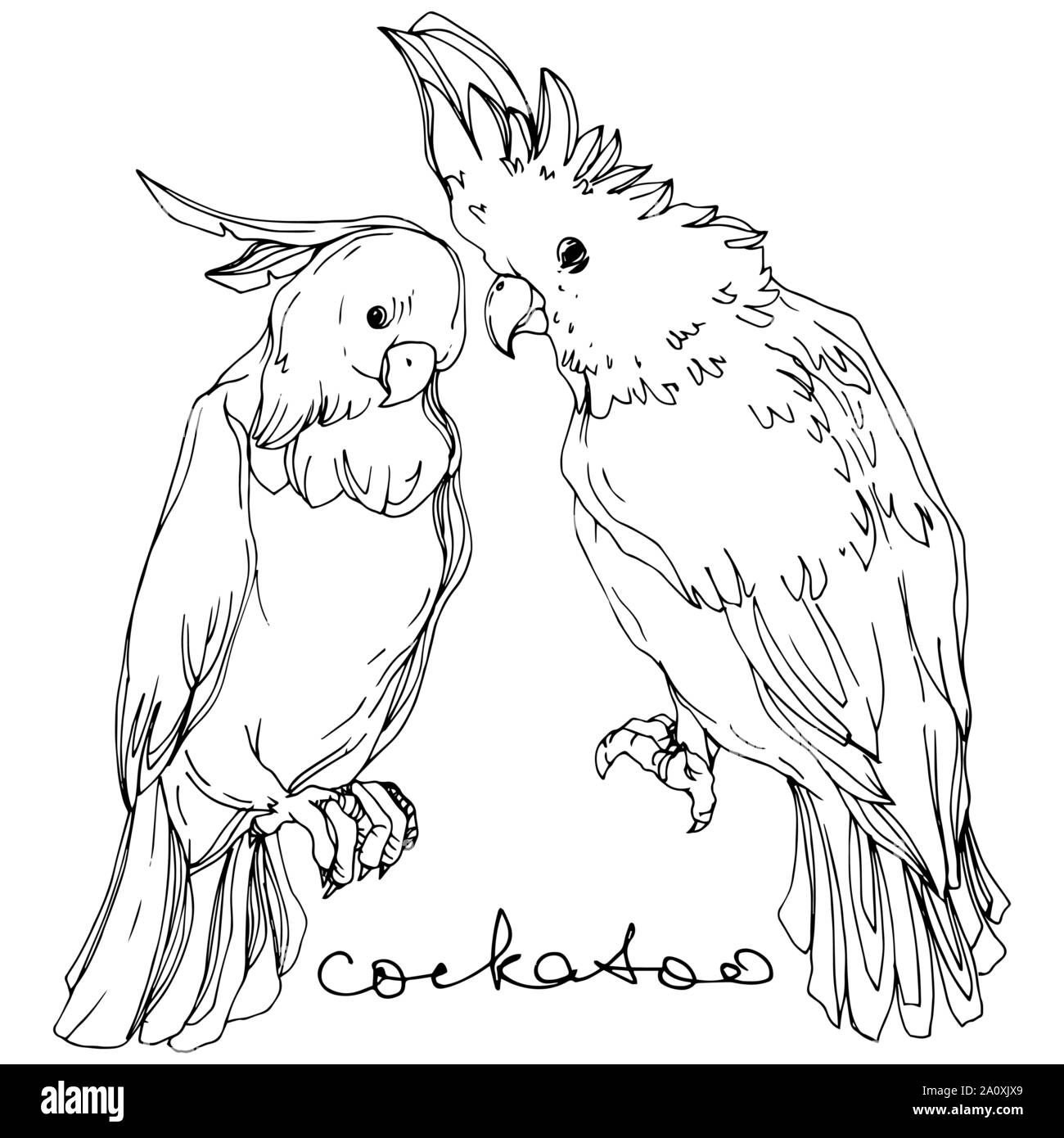 Vector Sky bird cockatoo in a wildlife. Wild freedom, bird with a ...