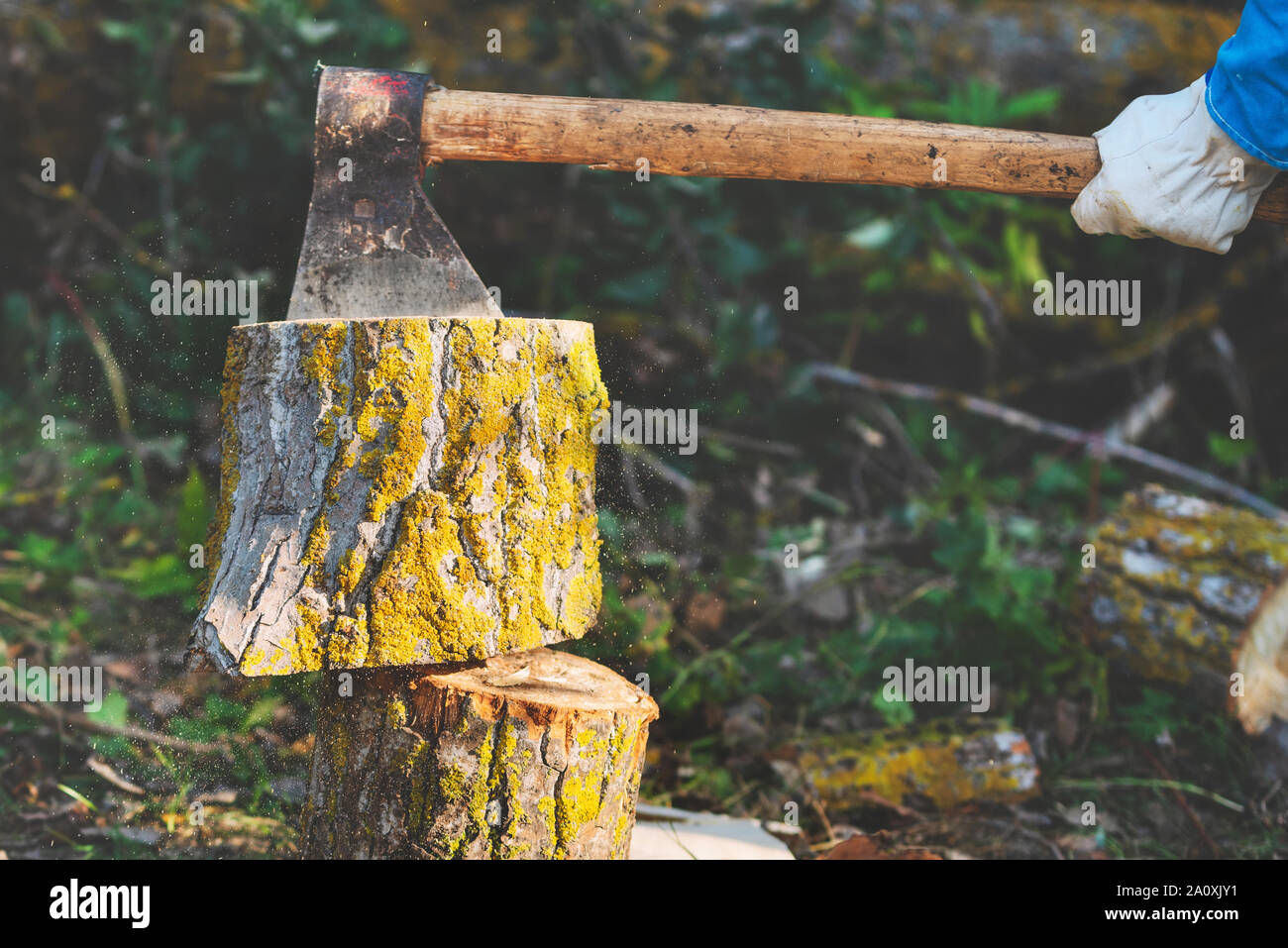 Lumberjack Splitting Wood And Cutting Firewood With Old Axe Stock Photo ...