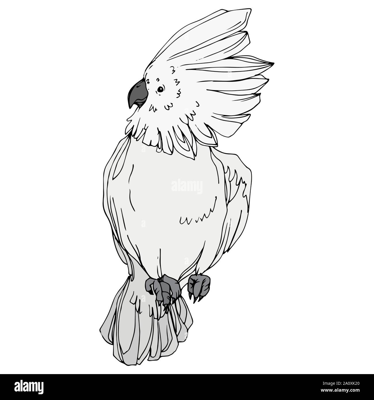 Vector Sky bird cockatoo in a wildlife. Wild freedom, bird with a ...