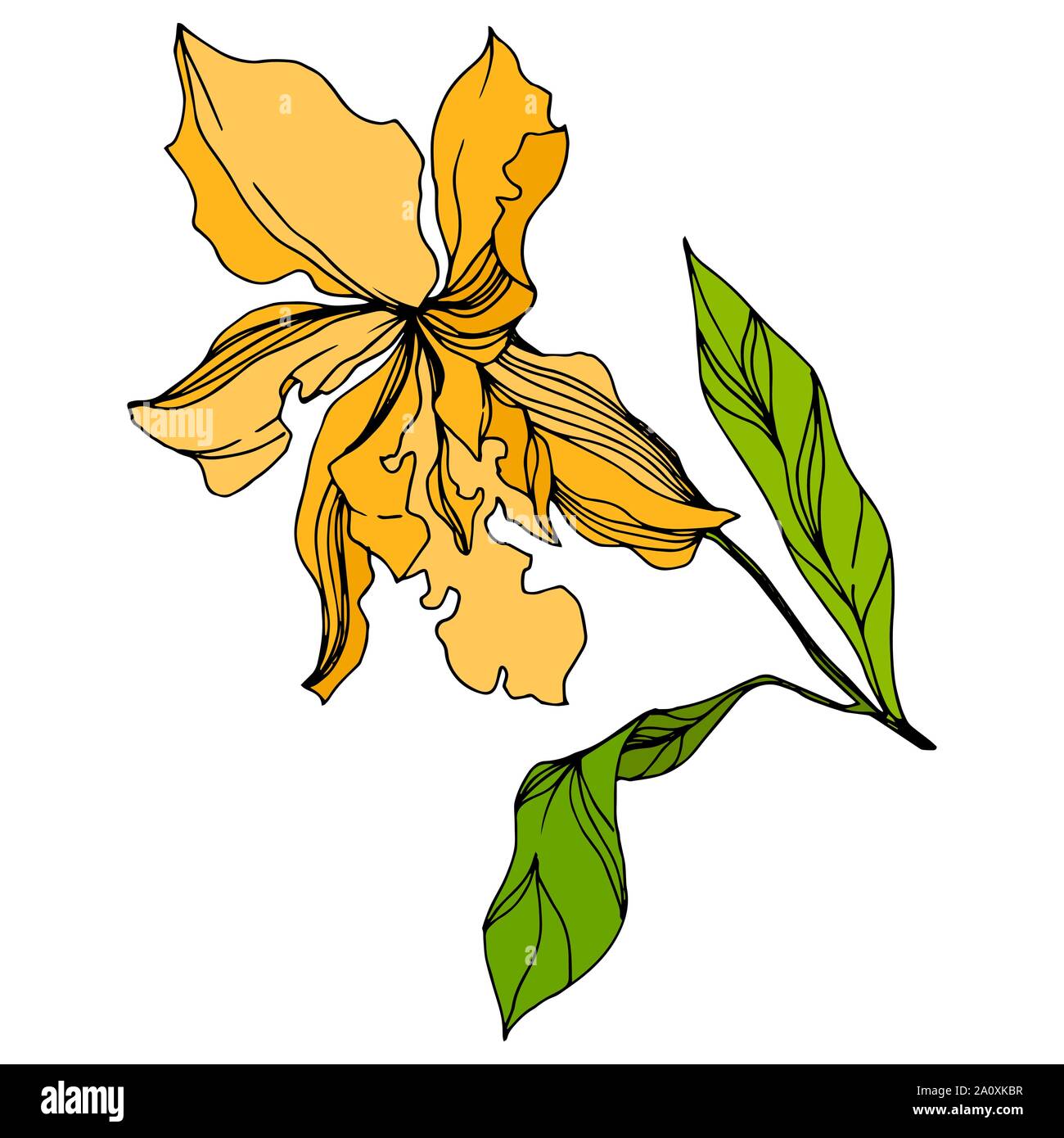 Tree orchids Stock Vector Images - Alamy