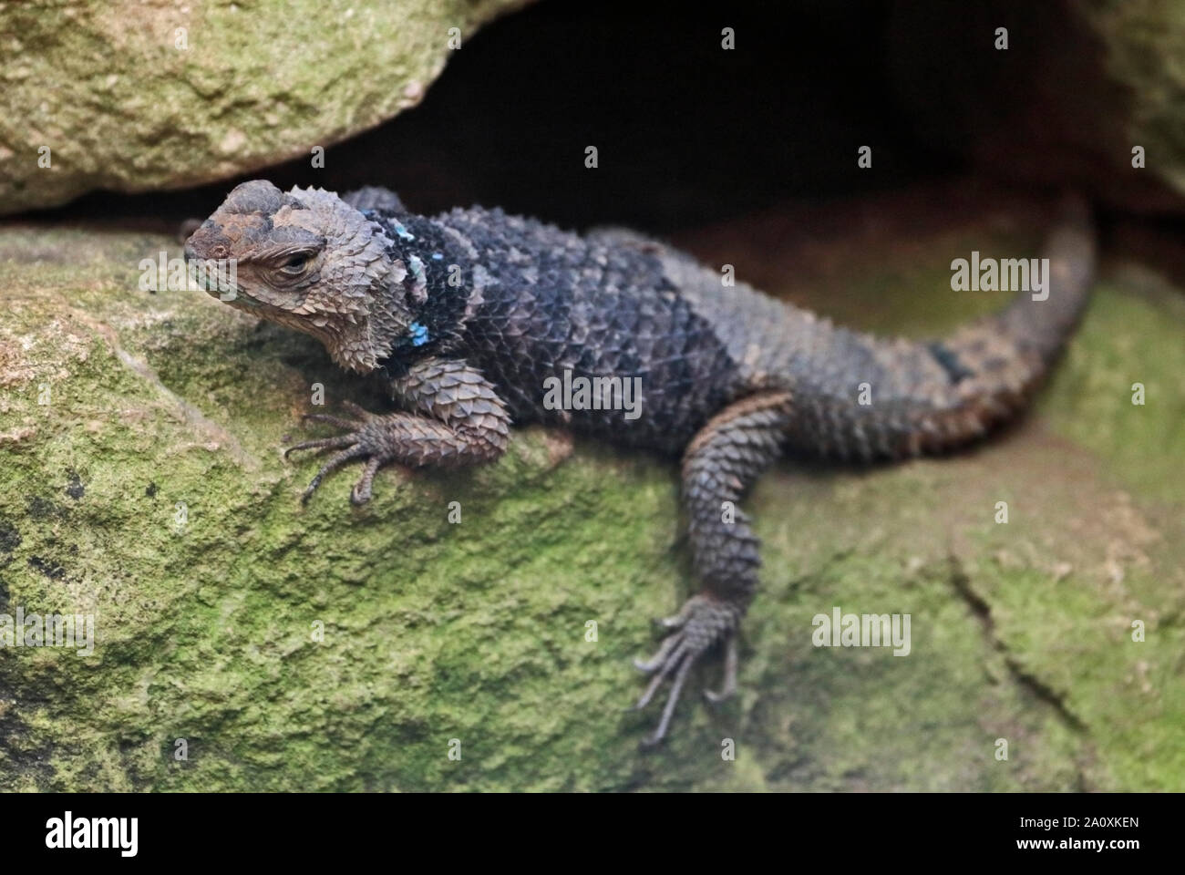 Blue Spiny Lizard (sceloporus serrifer cyanogenys Stock Photo - Alamy