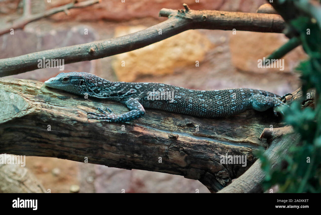 Blue-Spotted Tree Monitor Lizard (varanus macraei Stock Photo - Alamy