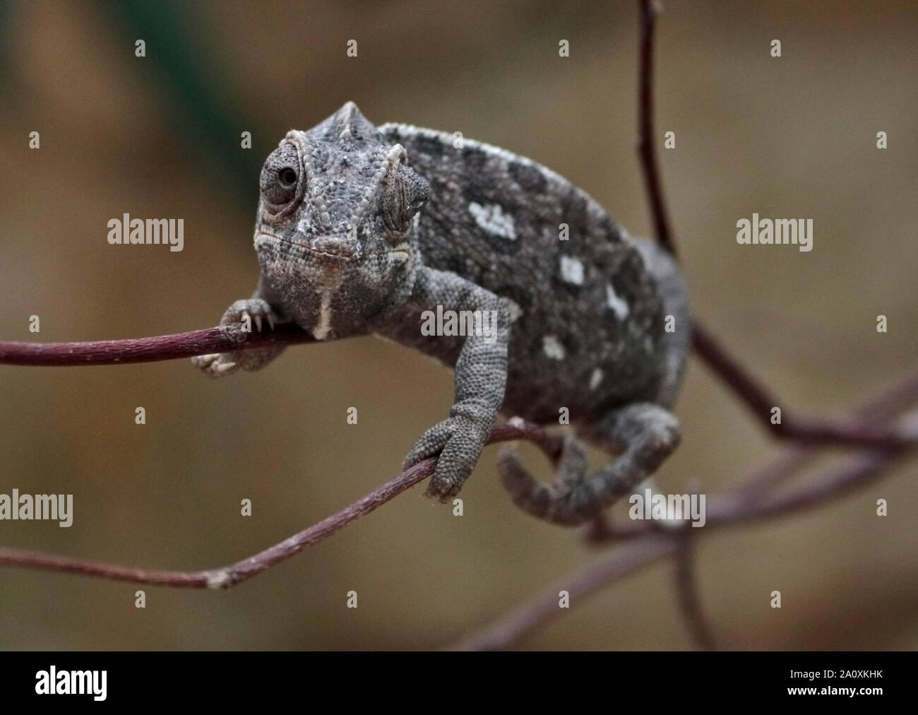 Common Chameleon (chamaeleo chamaeleon Stock Photo - Alamy
