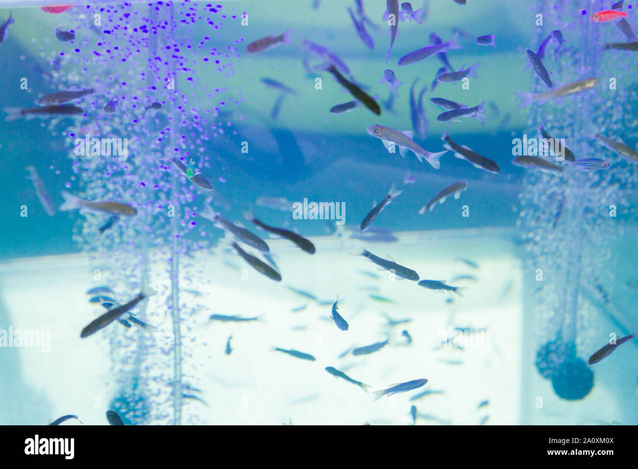 Fish Garra rufa swim in the aquarium in the summer Stock Photo - Alamy