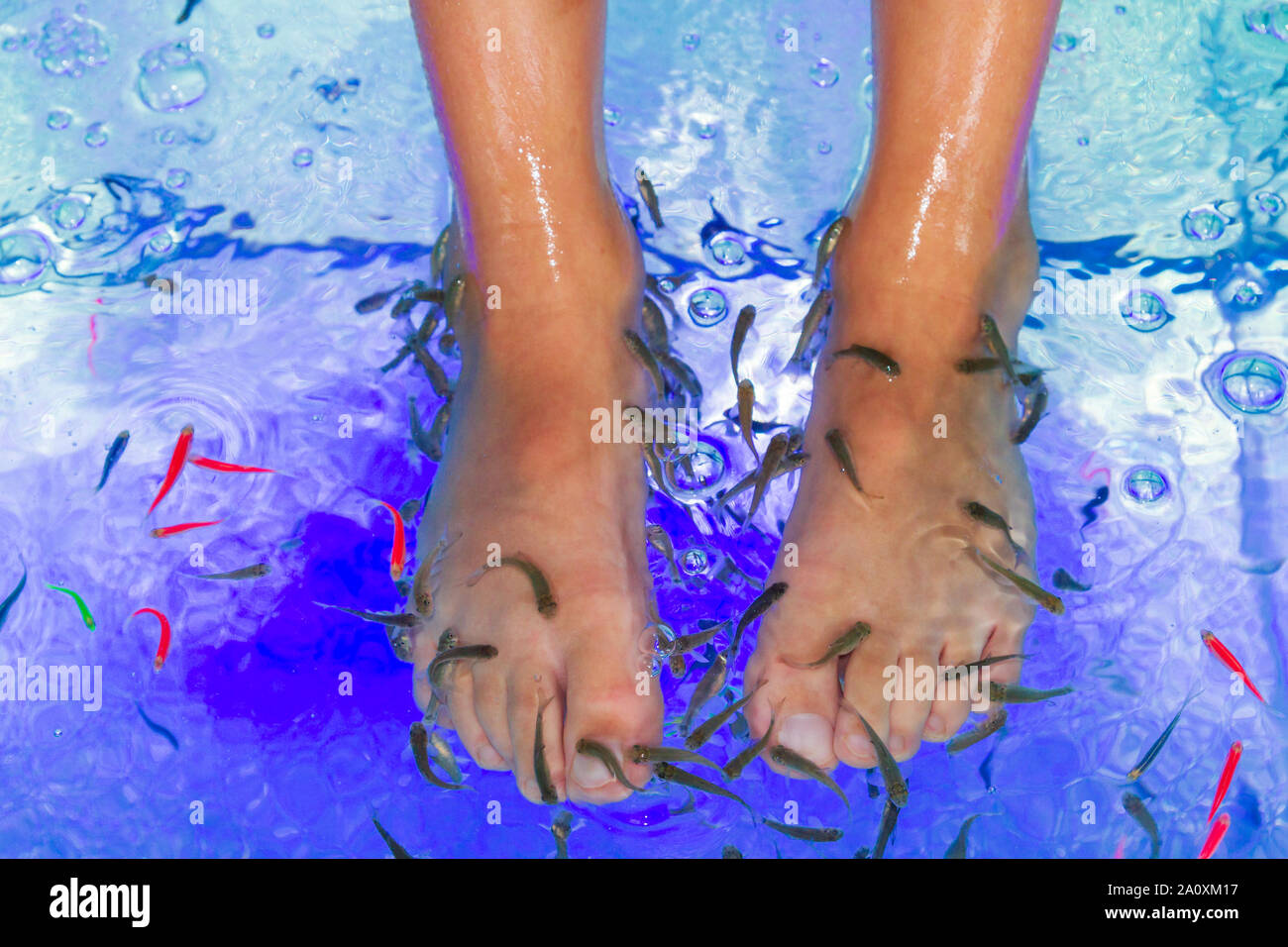 Fish Garra rufa in the aquarium treated feet Stock Photo - Alamy