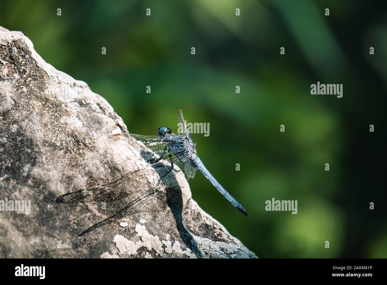 Dragonfly insect insects hi-res stock photography and images - Alamy