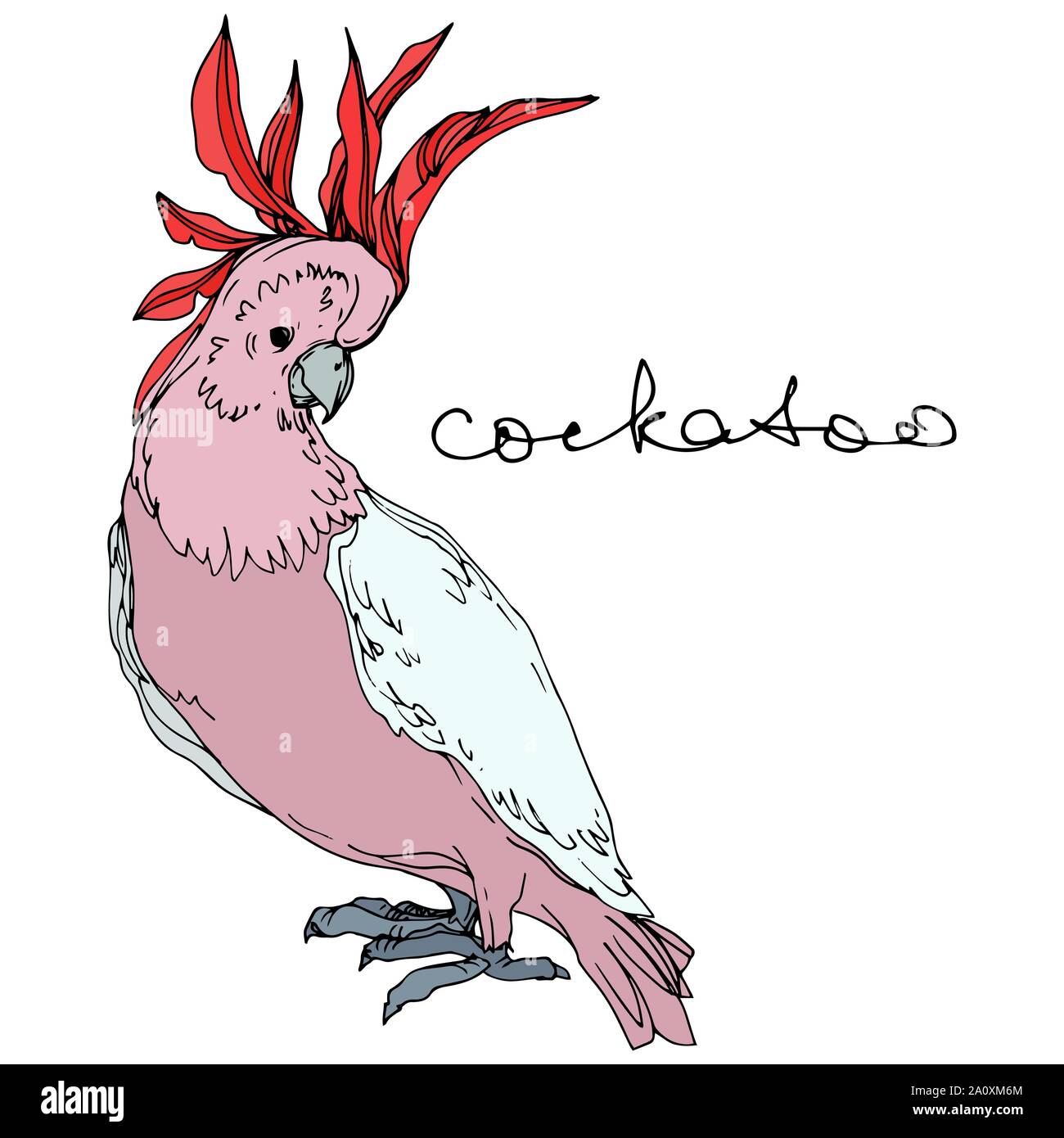 Vector Sky bird cockatoo in a wildlife. Wild freedom, bird with a ...